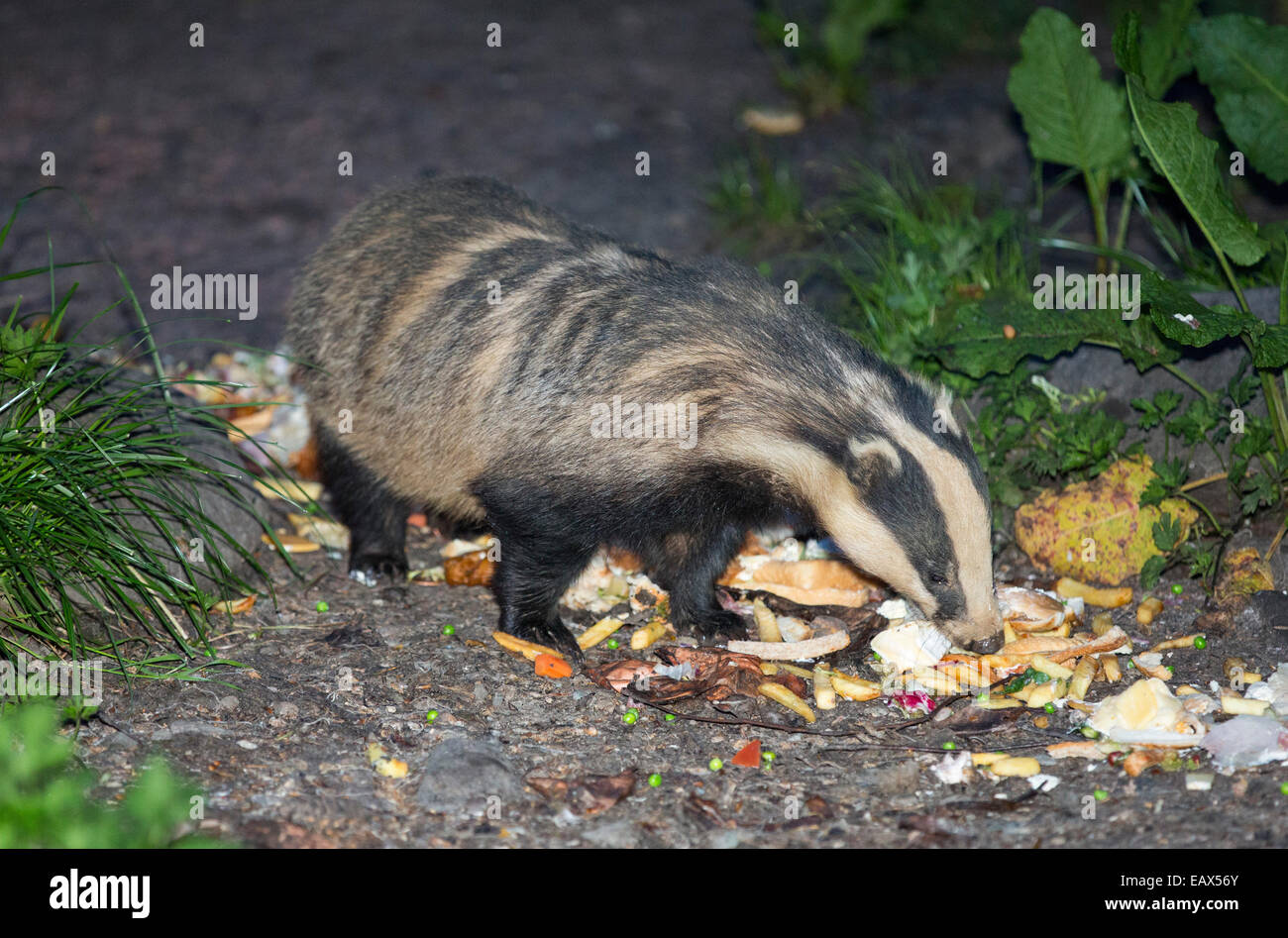 Badger bar hi-res stock photography and images - Alamy