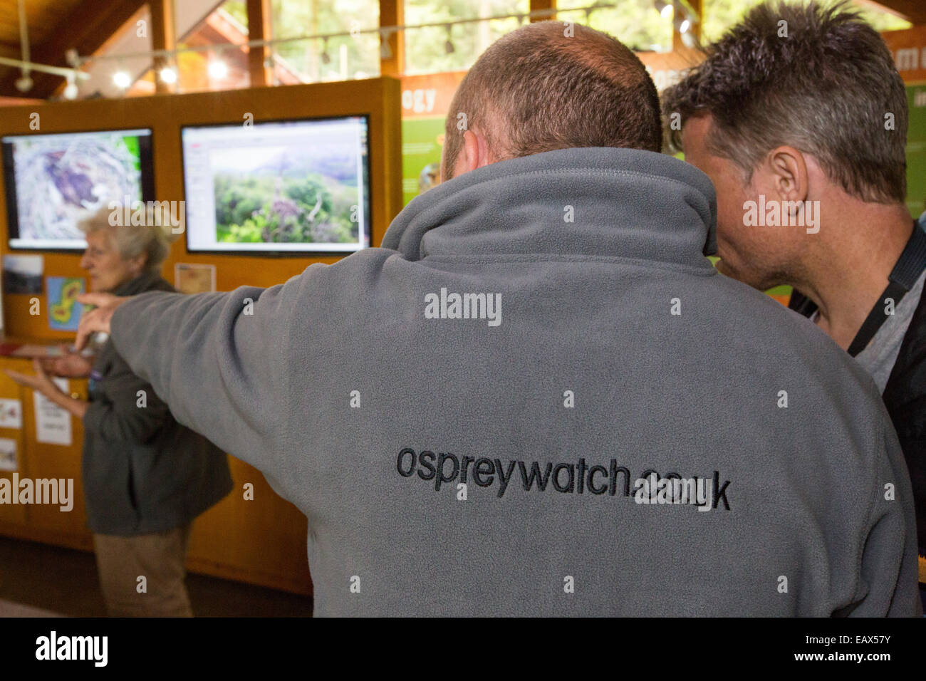 The Lake district Osprey Project, UK Stock Photo - Alamy