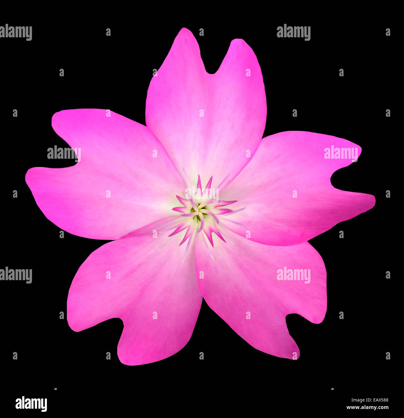 Pink Flowers With Five Petals