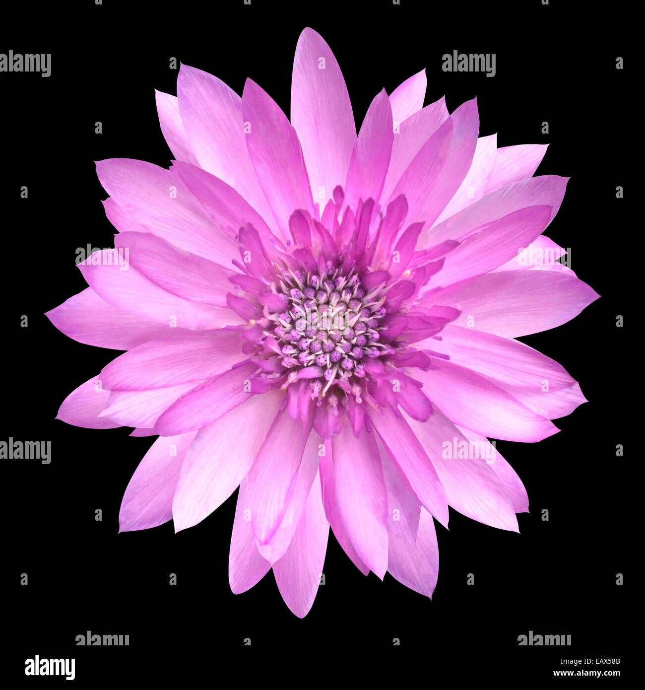 Pink Conflower Flower in Full Bloom Isolated on Black Background Stock ...