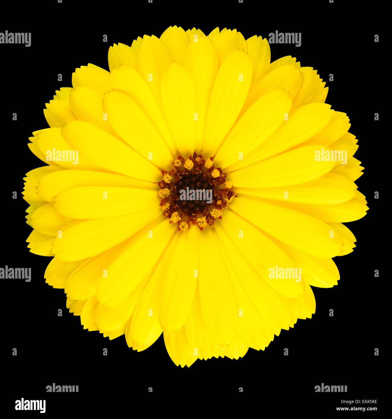 Blossoming Yellow Pot Marigold Flower - Beautiful Calendula officinalis ...