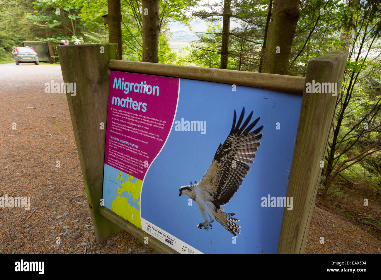 The Lake district Osprey Project, UK Stock Photo - Alamy