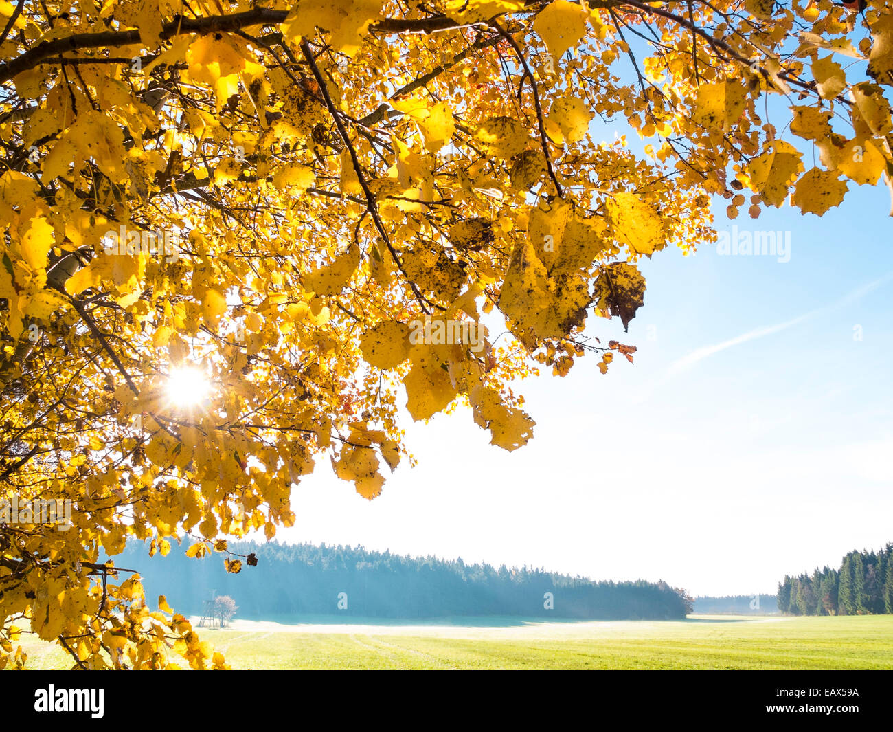 Autumn Trees, Bavaria, Germany Stock Photo - Alamy