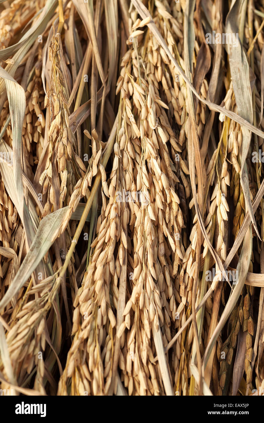 Rice paddy closeup Stock Photo - Alamy