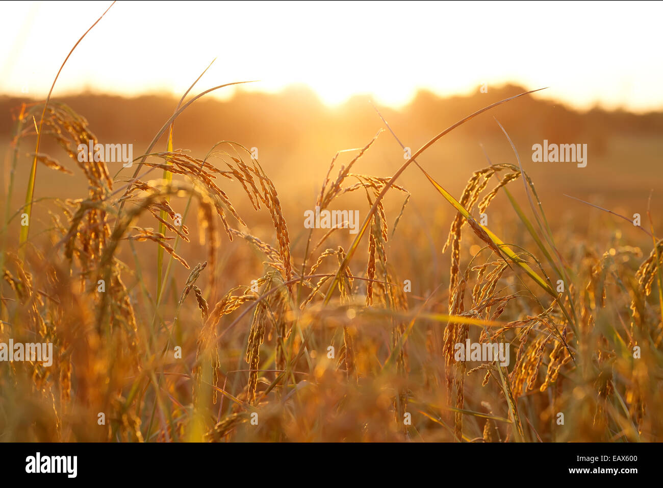 Rice field background Stock Photo - Alamy