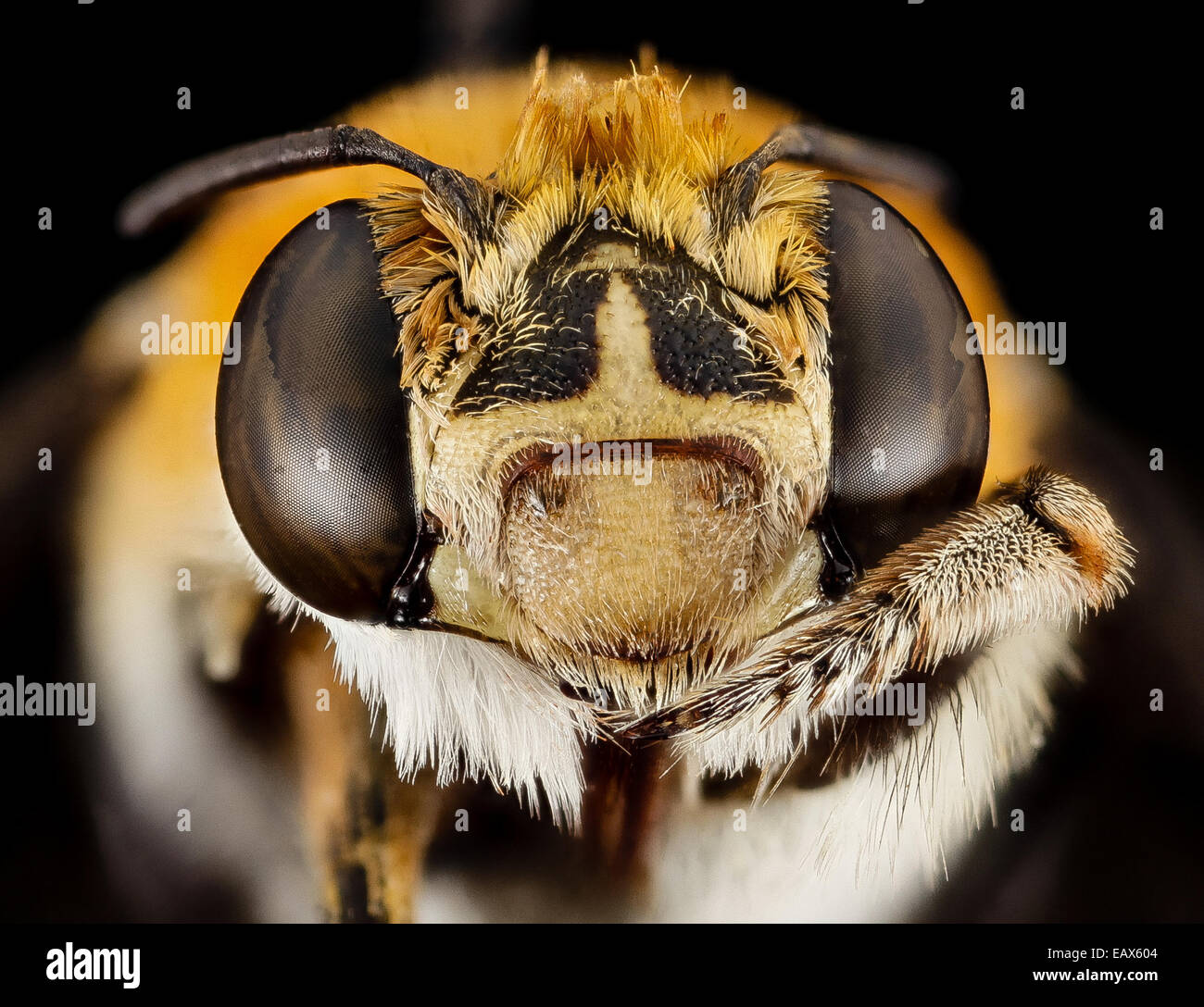 This image presents a male Amegilla bee from South Africa, captured in ...