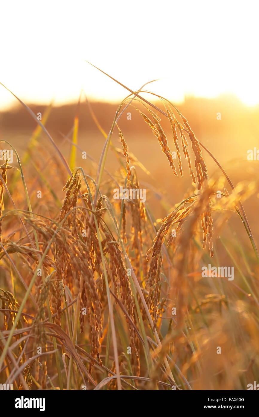 Rice field background Stock Photo - Alamy