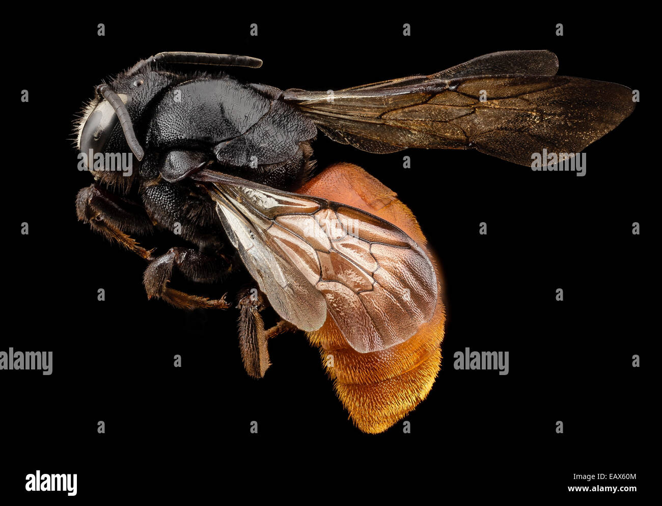 A photograph of a native bee species from Kenya, showcasing its ...