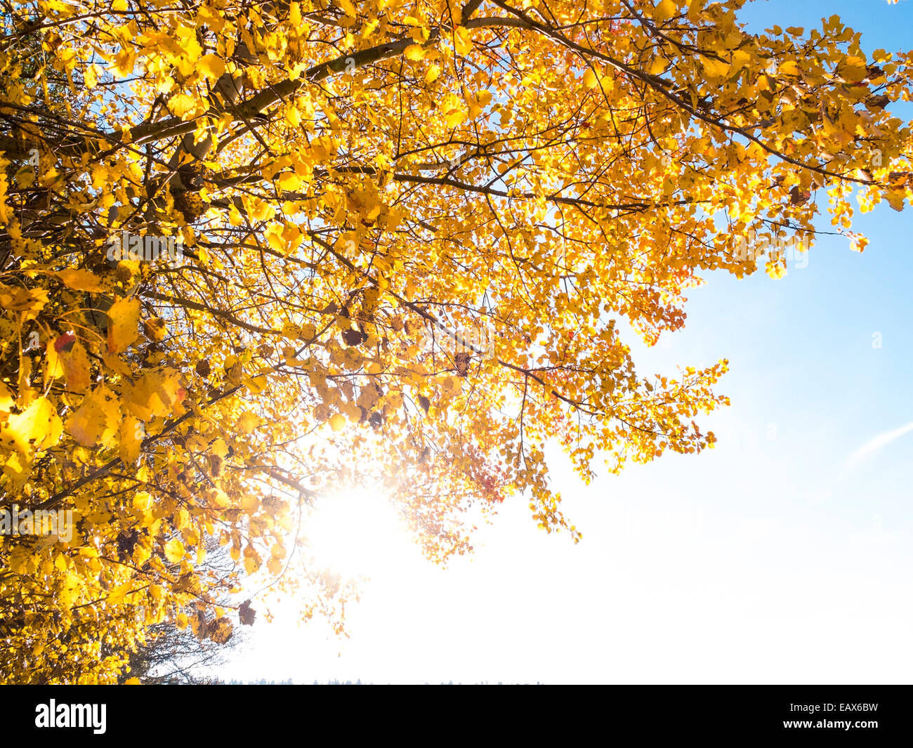 Tree trees plant bavaria hi-res stock photography and images - Alamy