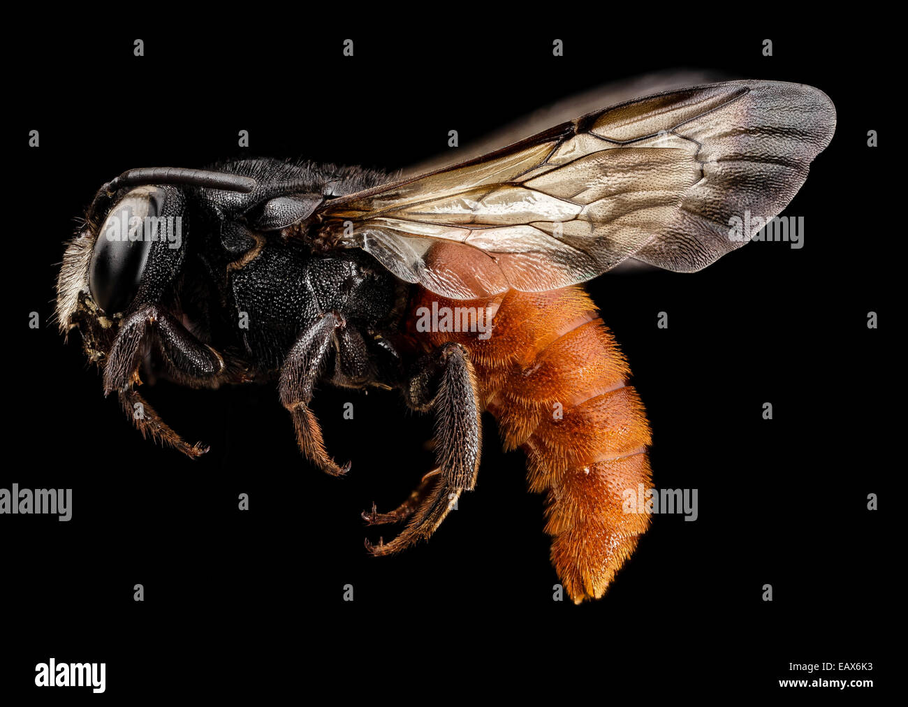 This image captures a female bee from Kenya, likely of the genus ...