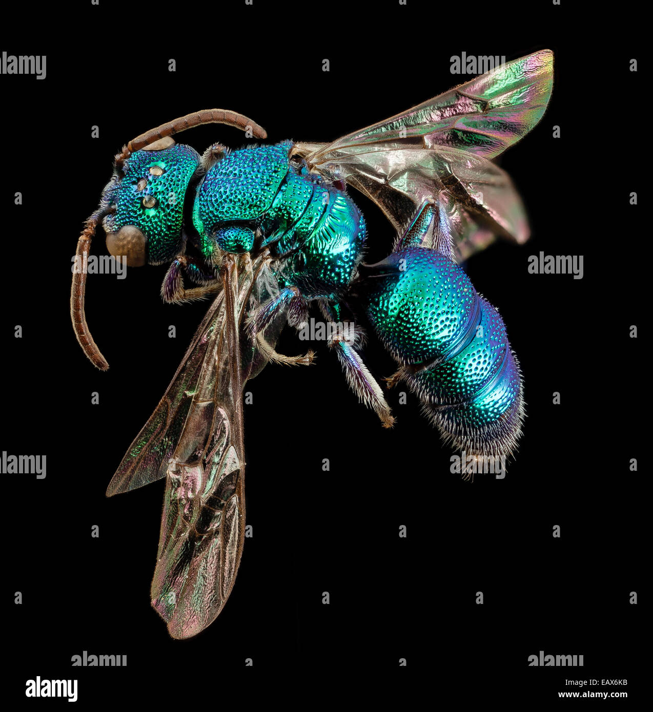 This image presents a bright green male bee from Argentina, part of the ...