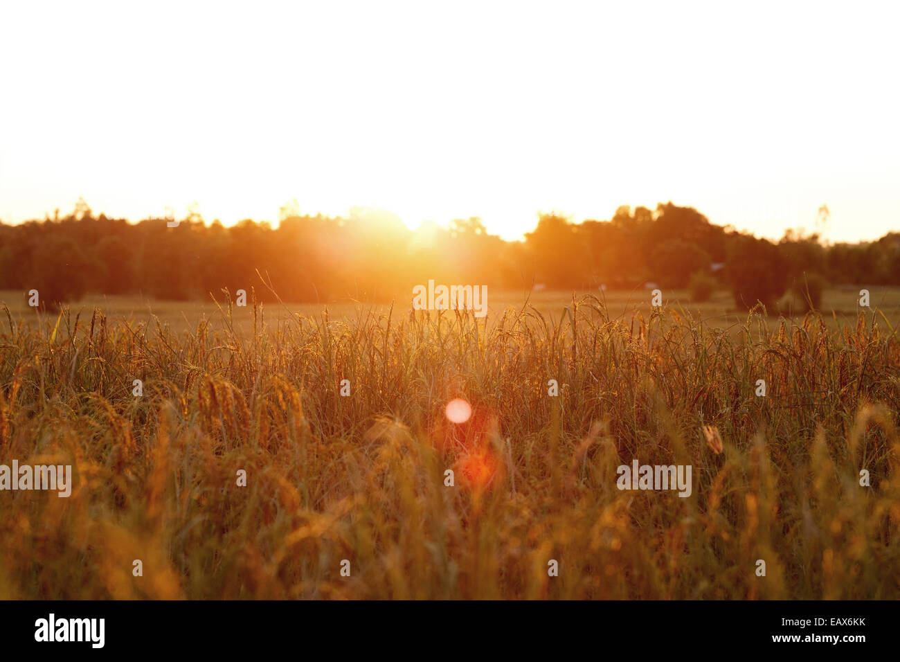 Rice field at sunset background Stock Photo - Alamy