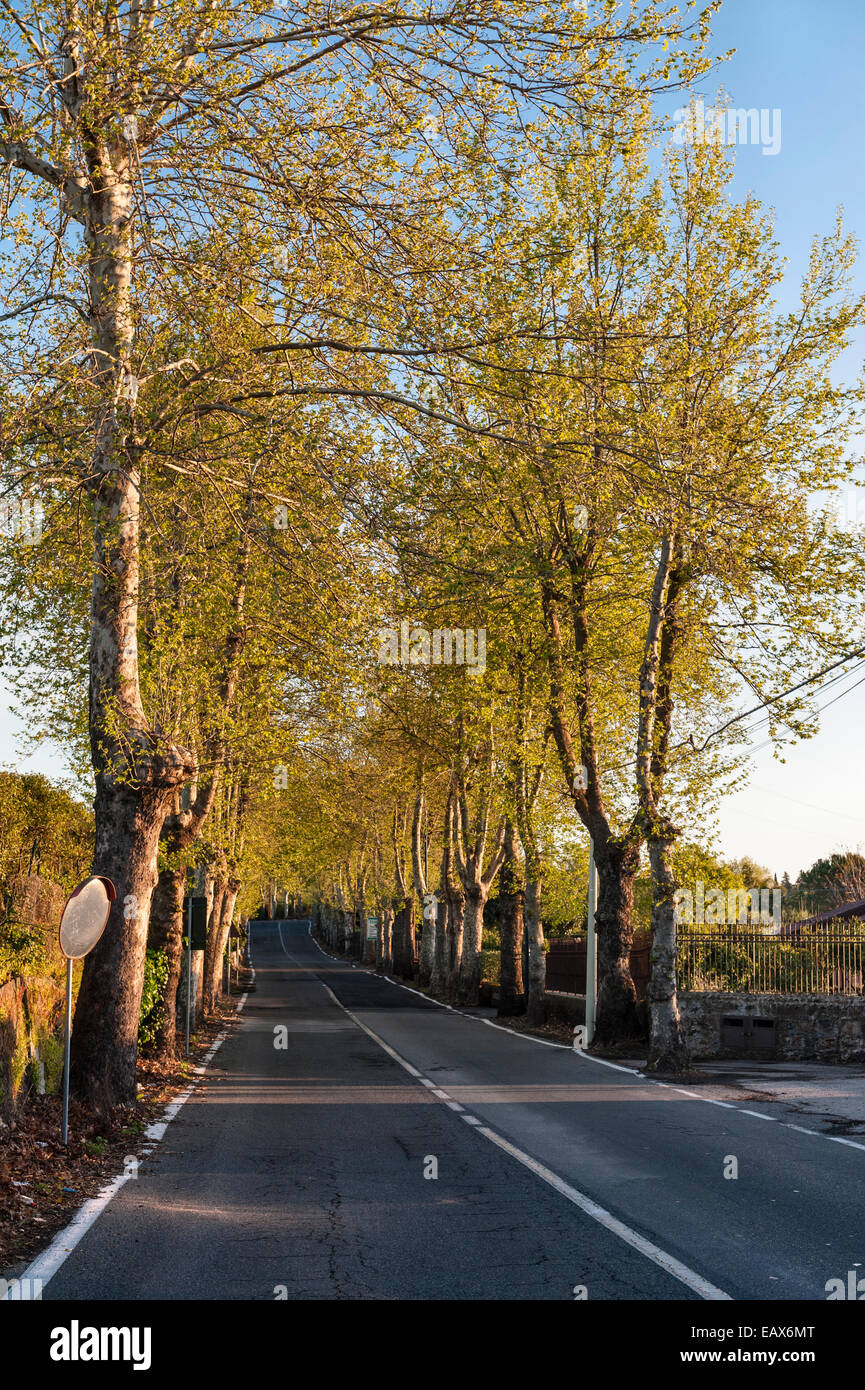 Road lined with trees hi-res stock photography and images - Alamy