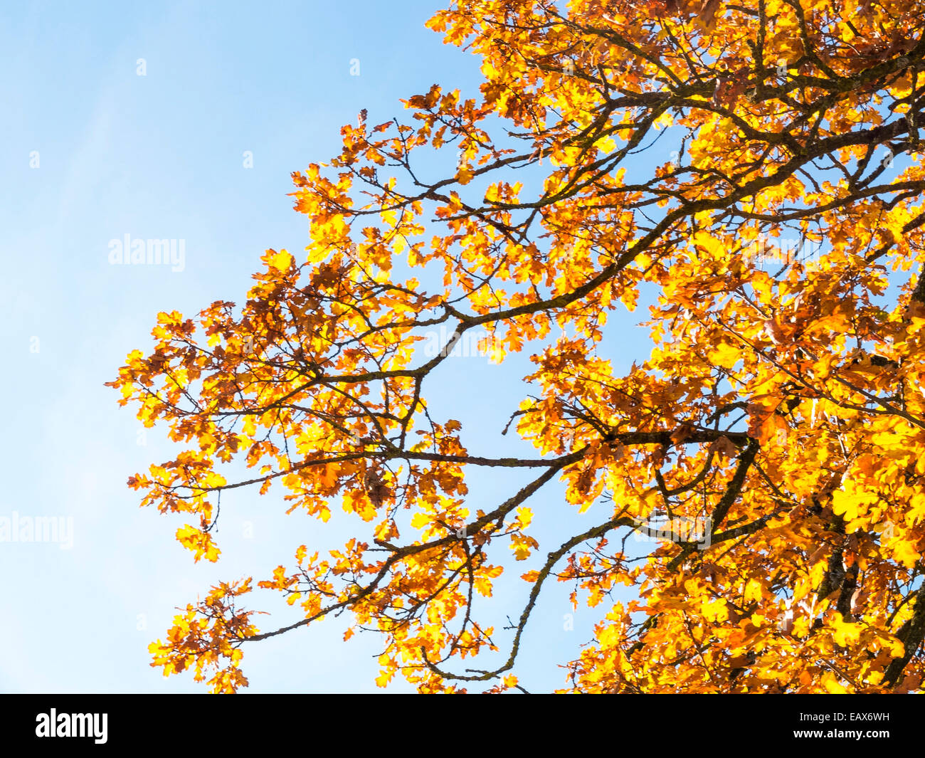 Autumn Trees, Bavaria, Germany Stock Photo - Alamy