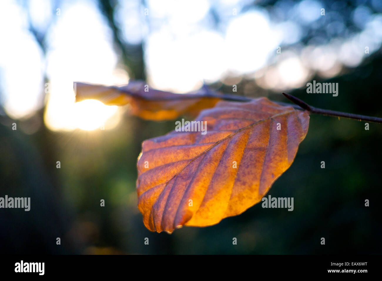 Beech tree leaf backlit sunset Stock Photo - Alamy