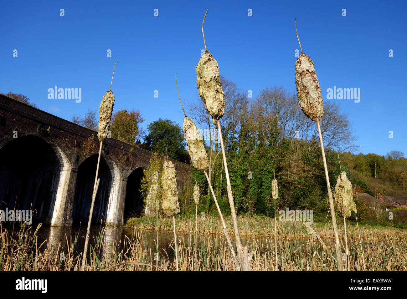 Bulrushes bulrush or reed mace Typha latifolia Uk Stock Photo - Alamy