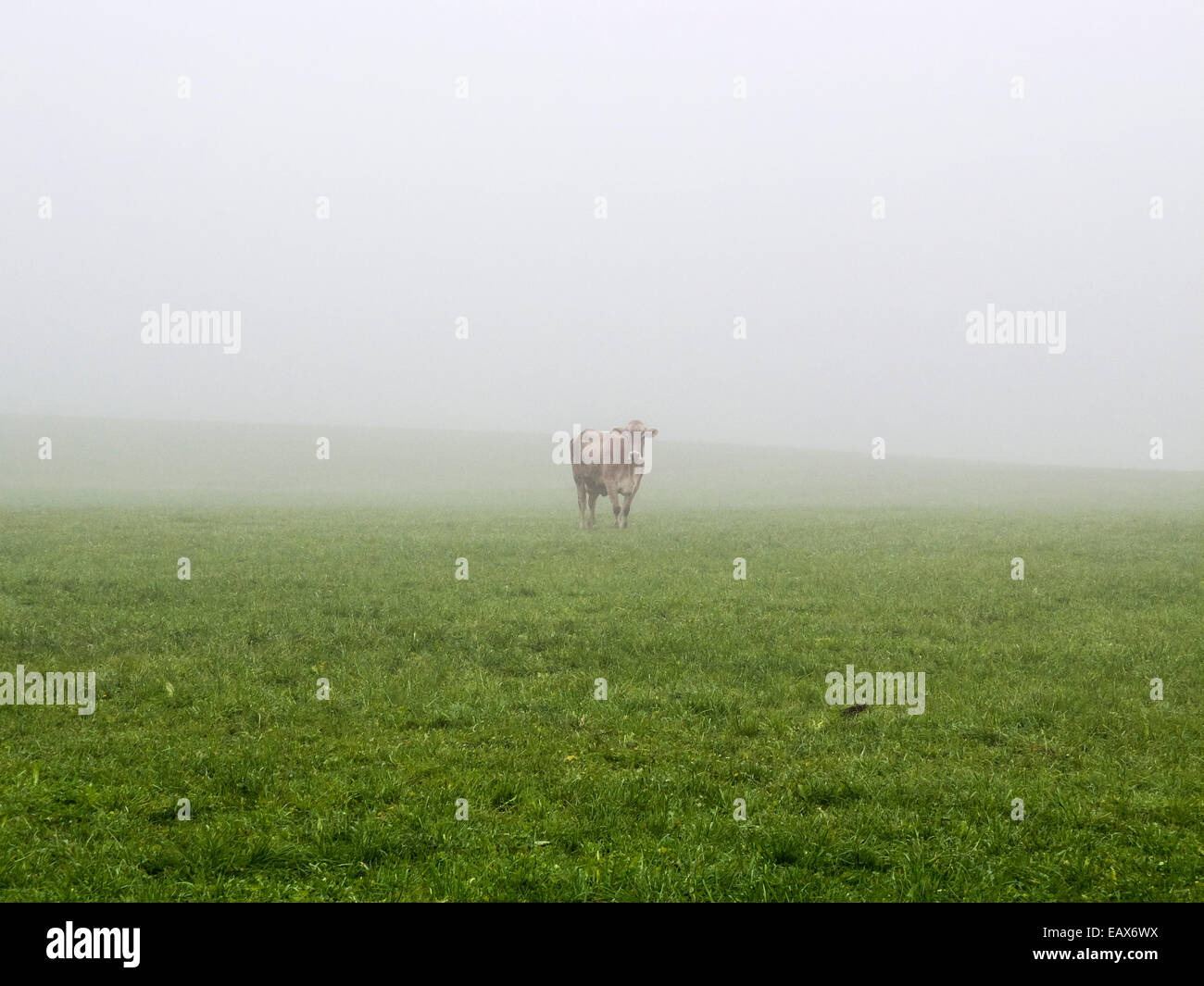 Cow in Fog Stock Photo - Alamy
