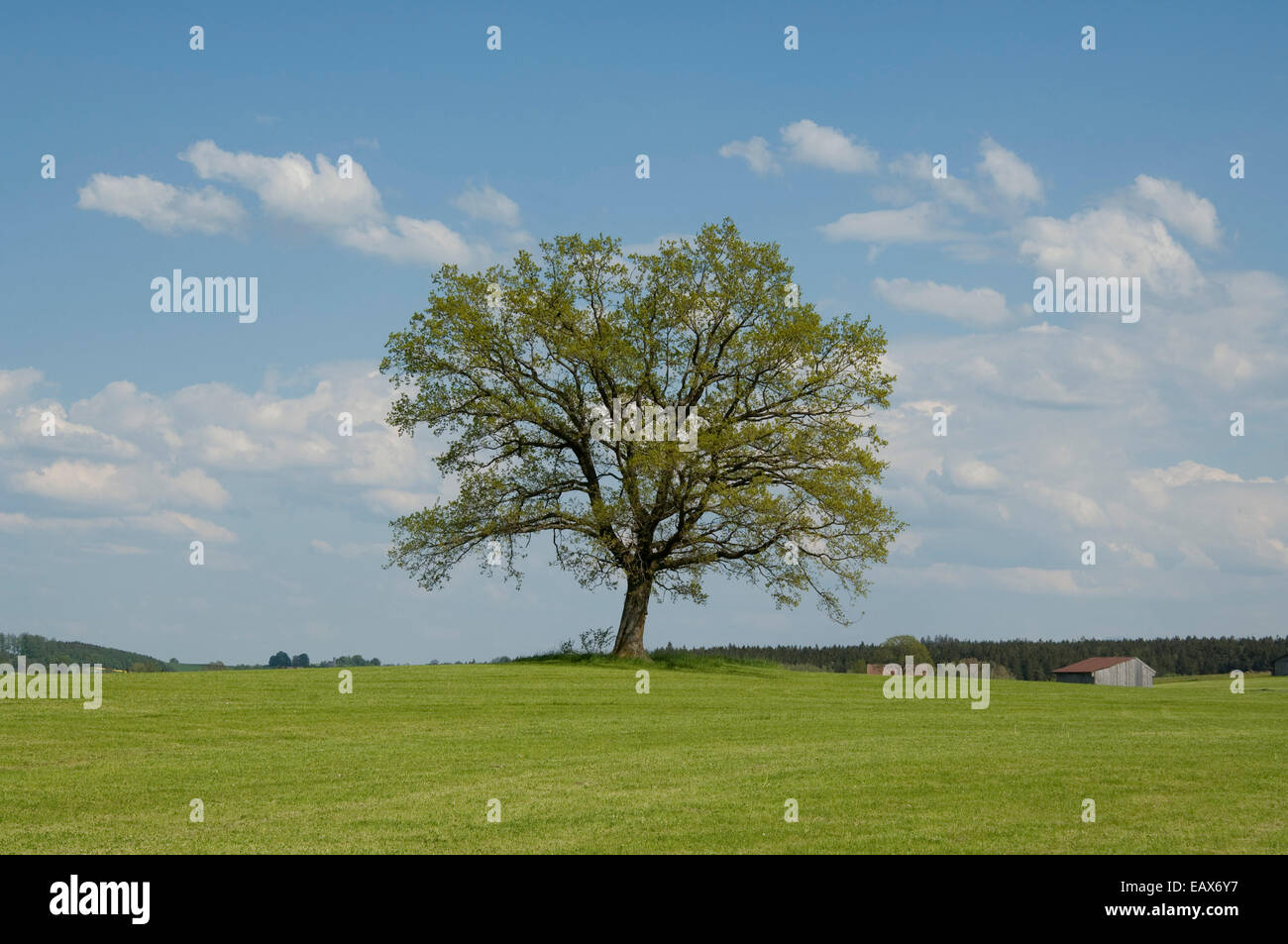 Oak Tree - Spring, one of four Season Versions Stock Photo - Alamy