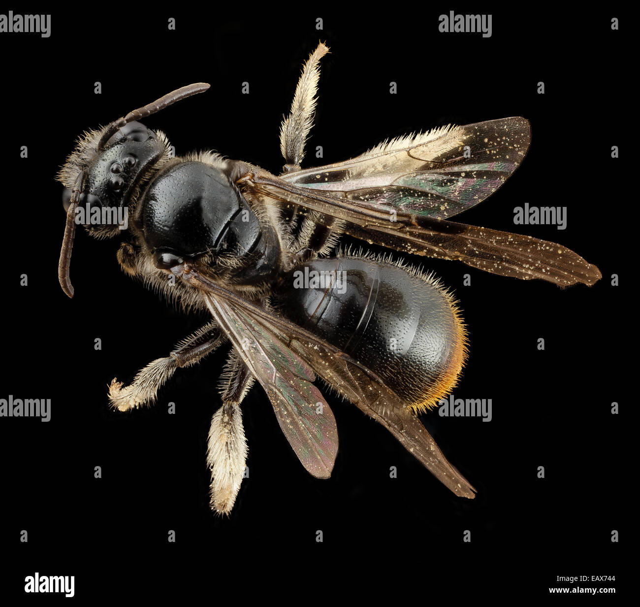 A female bee with a small red tip on its abdomen, identified as ...