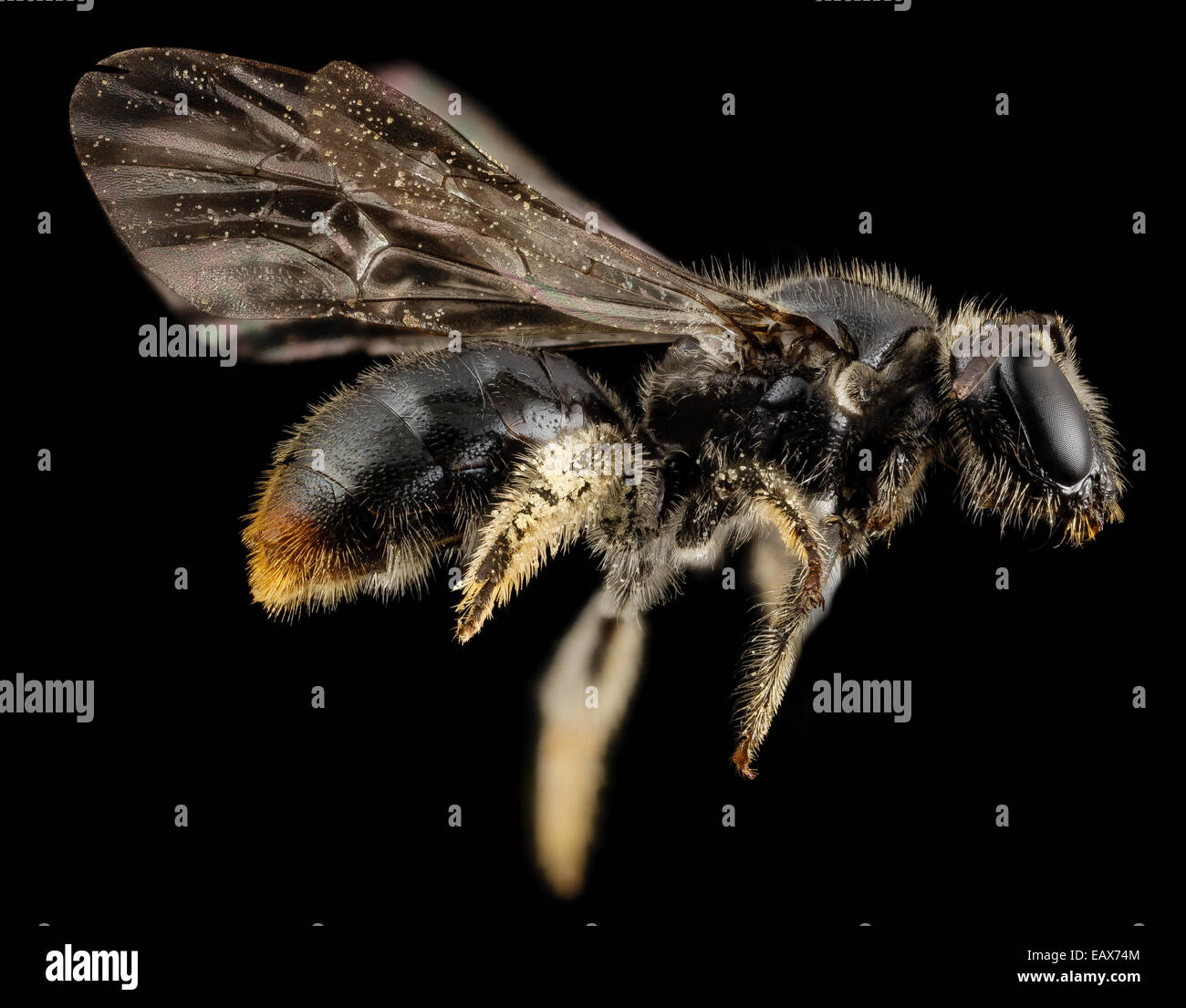The small red-tip bee (Manuelia postica) photographed in Chile, known ...