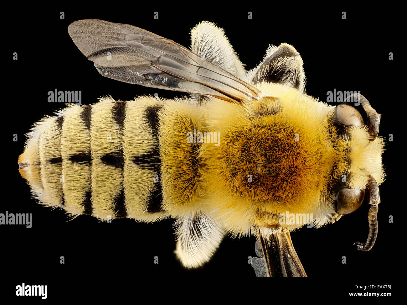 Habropoda excellens, a species of bee from Utah, is photographed in a ...