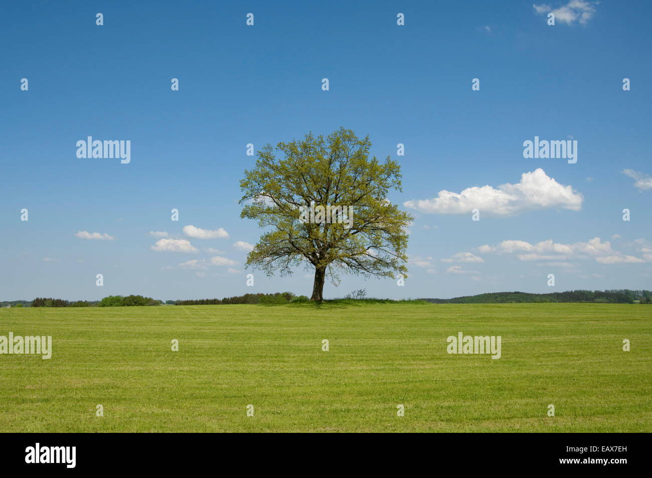 Oak Tree - Spring, one of four Season Versions Stock Photo - Alamy