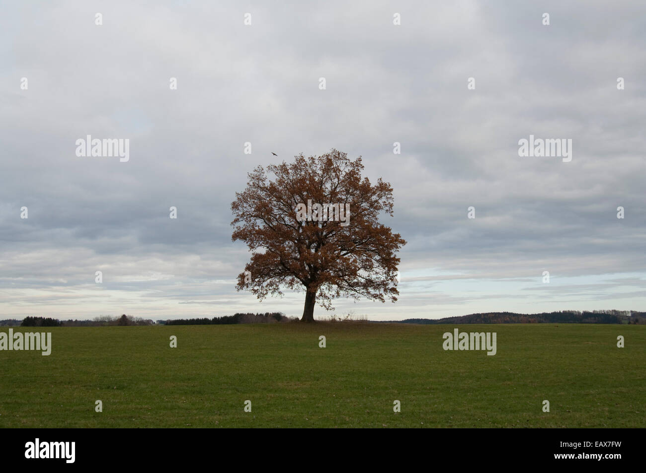 Oak Tree - Autumn, one of four Season Versions Stock Photo - Alamy