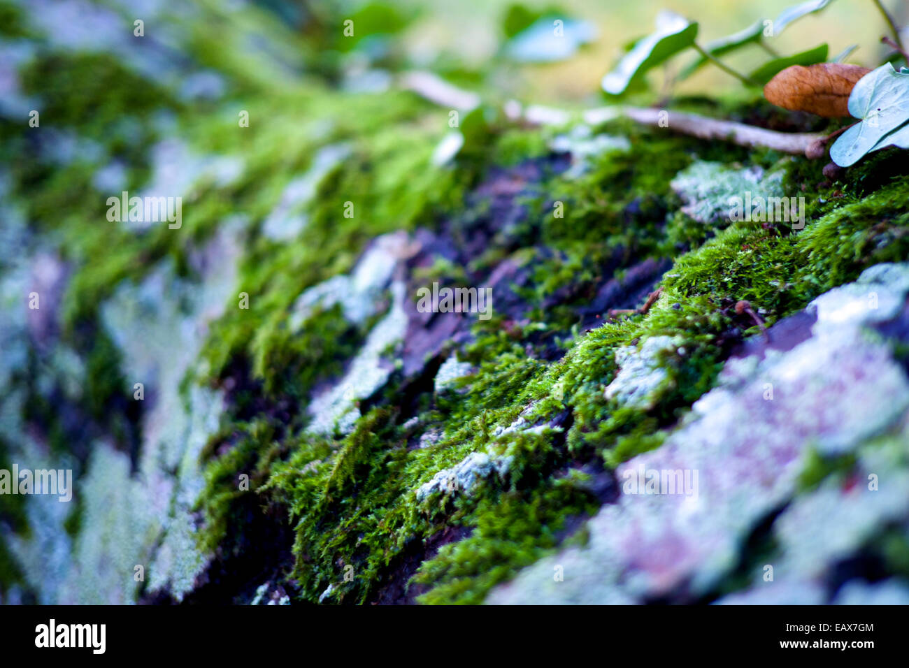 moss on tree Stock Photo - Alamy