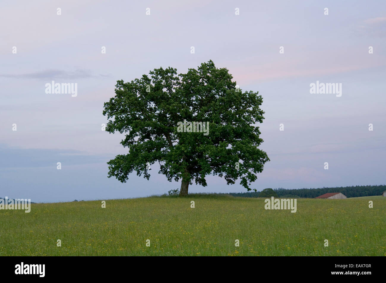 Oak Tree - Summer, one of four Season Versions Stock Photo - Alamy