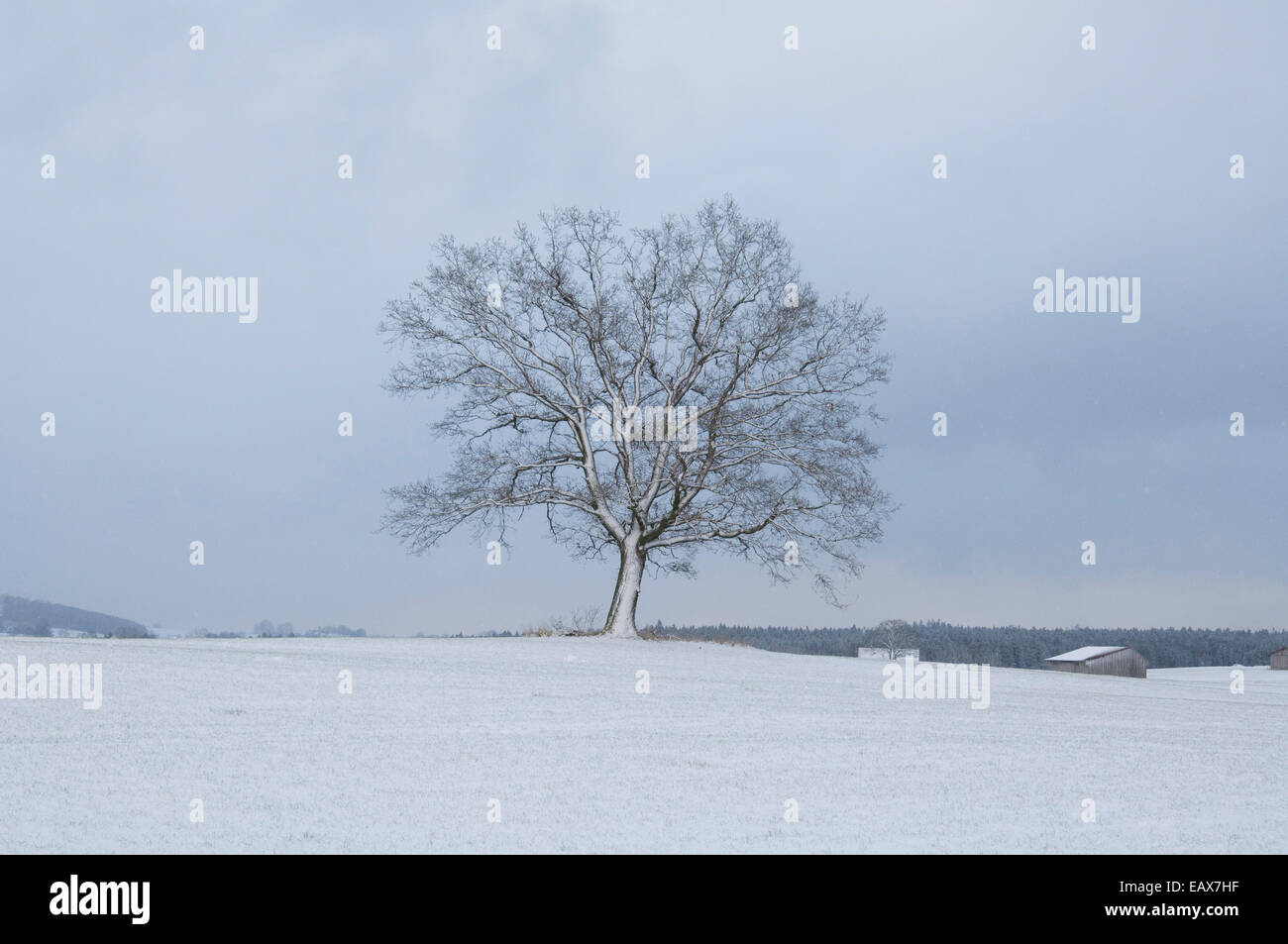 Oak Tree - Winter, one of four Season Versions Stock Photo - Alamy