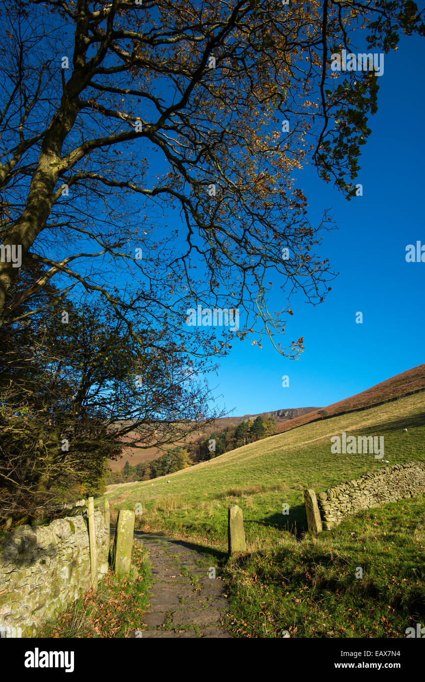 Sycamore tree branches overhanging the footpath to Grindsbrook Clough ...
