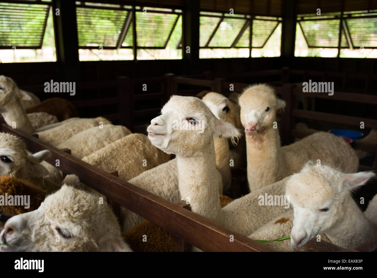 Khaoyai thailand hi-res stock photography and images - Alamy
