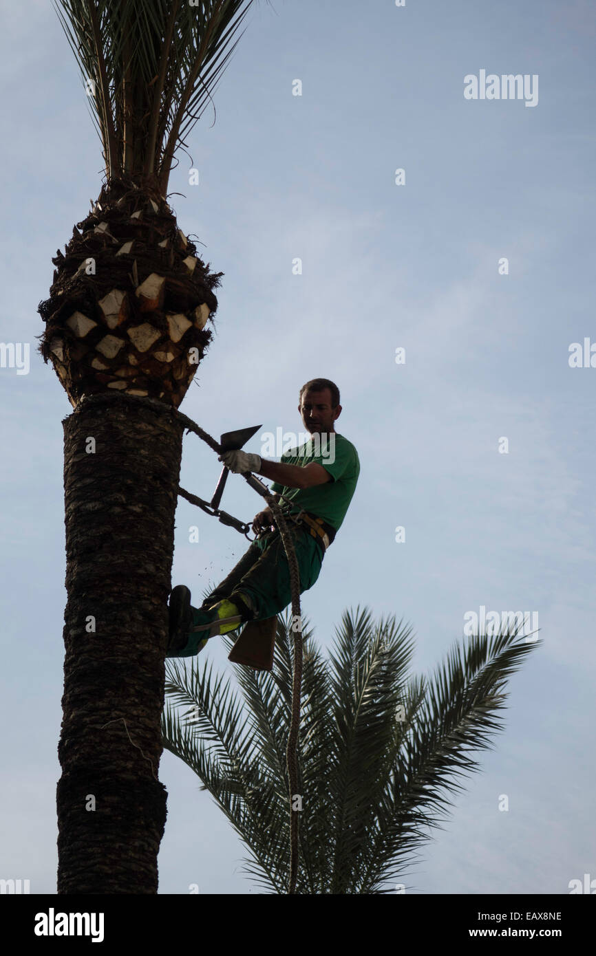 Tree surgeon climbing palm tree hi-res stock photography and images - Alamy