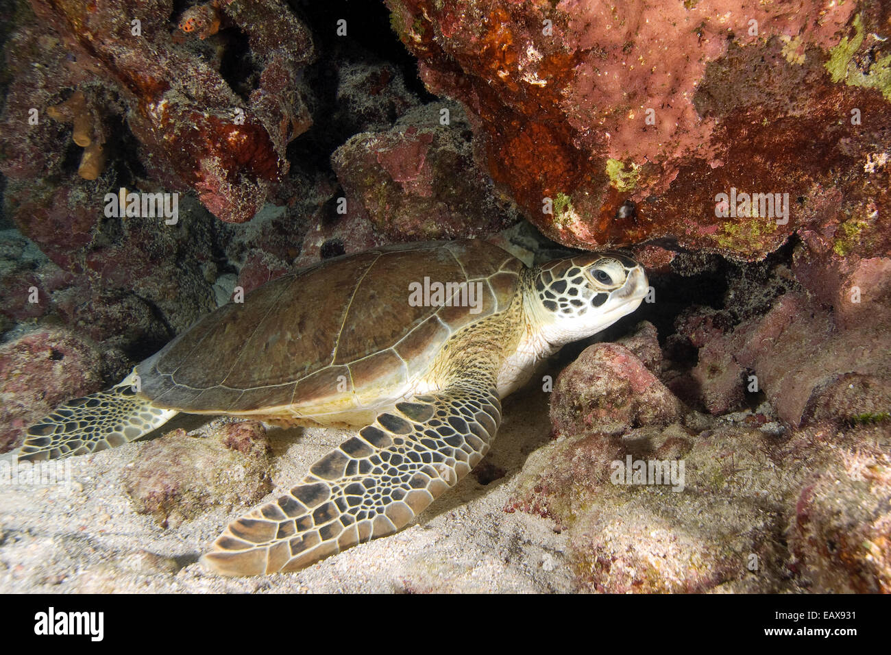 Underwater Florida Keys Sea Turtle Stock Photo - Alamy