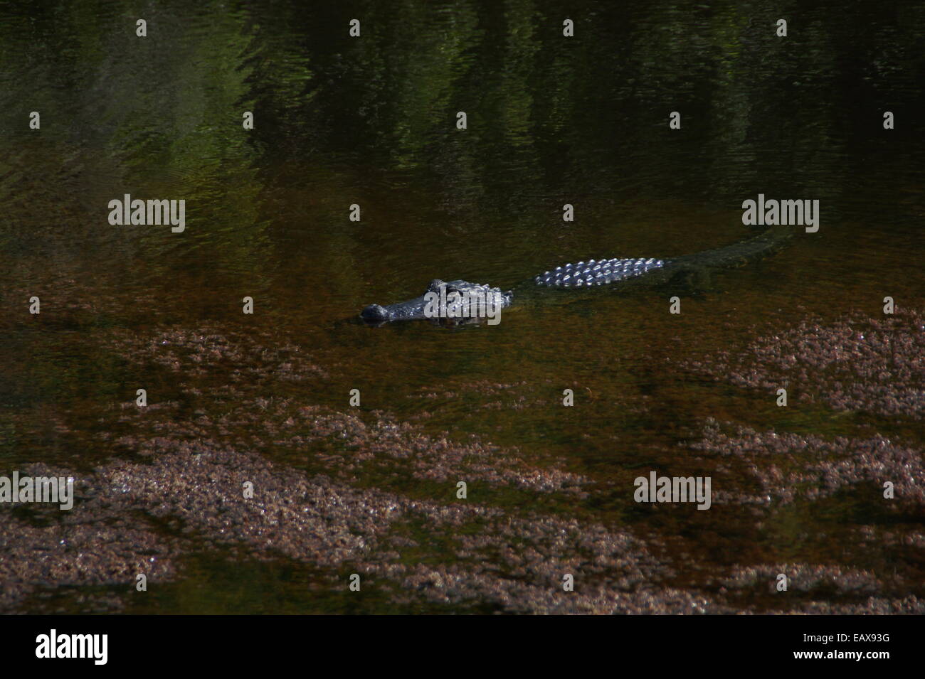 American Alligator in Florida swamp Stock Photo - Alamy