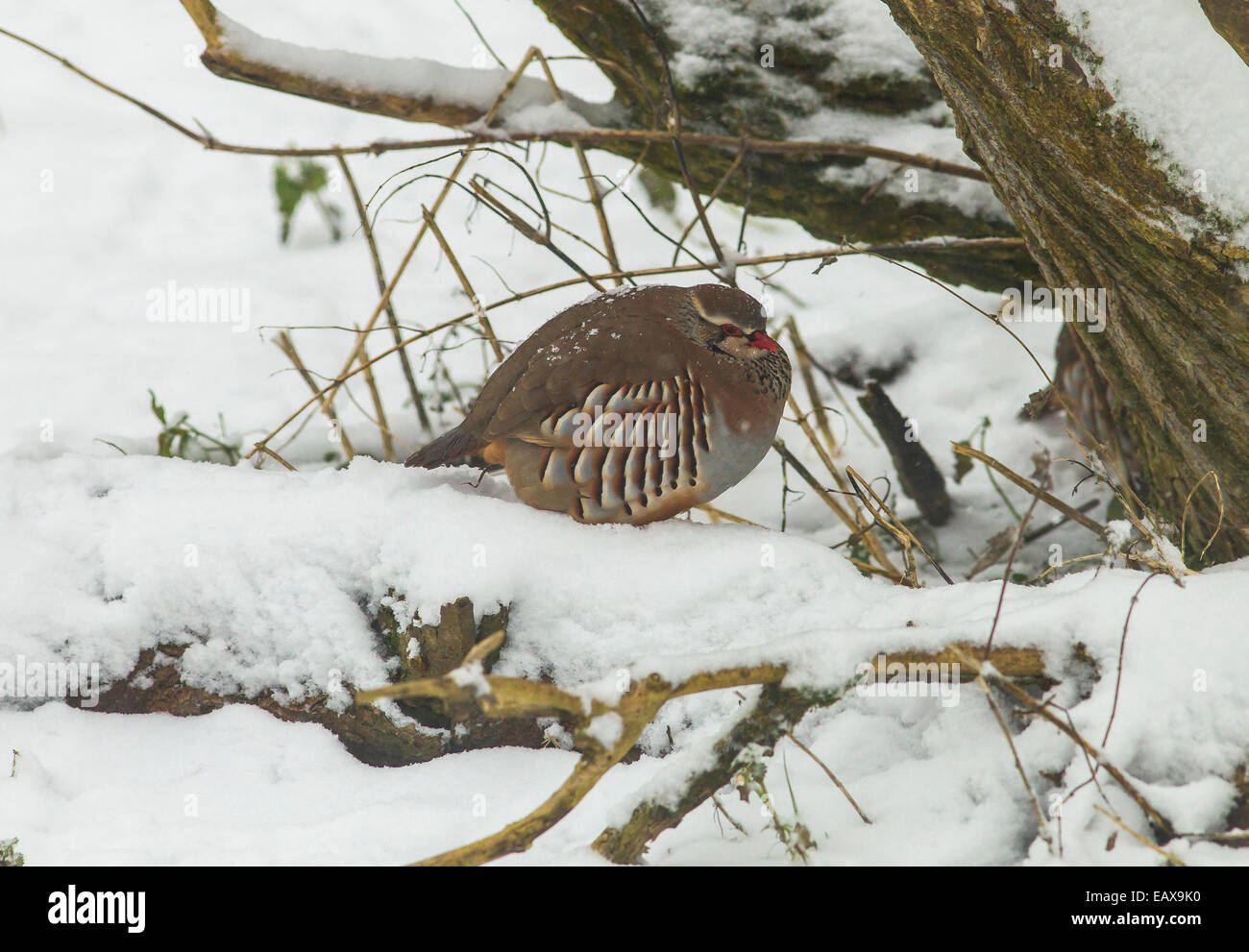 Red legged Partridge Alectoris rufa in heavy snow during winter in ...