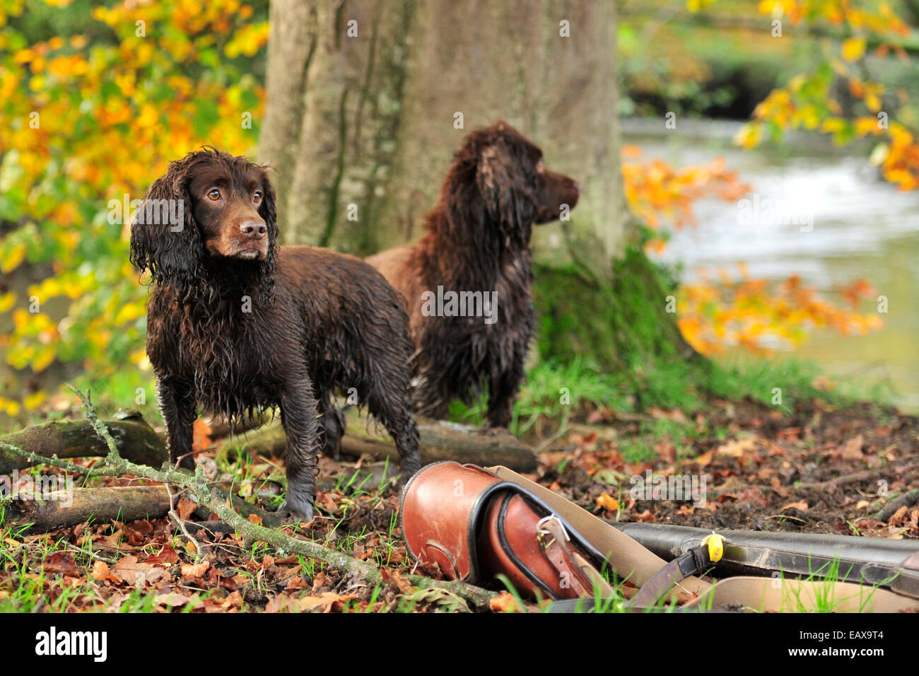 Working Cocker Hunting High Resolution Stock Photography and Images - Alamy
