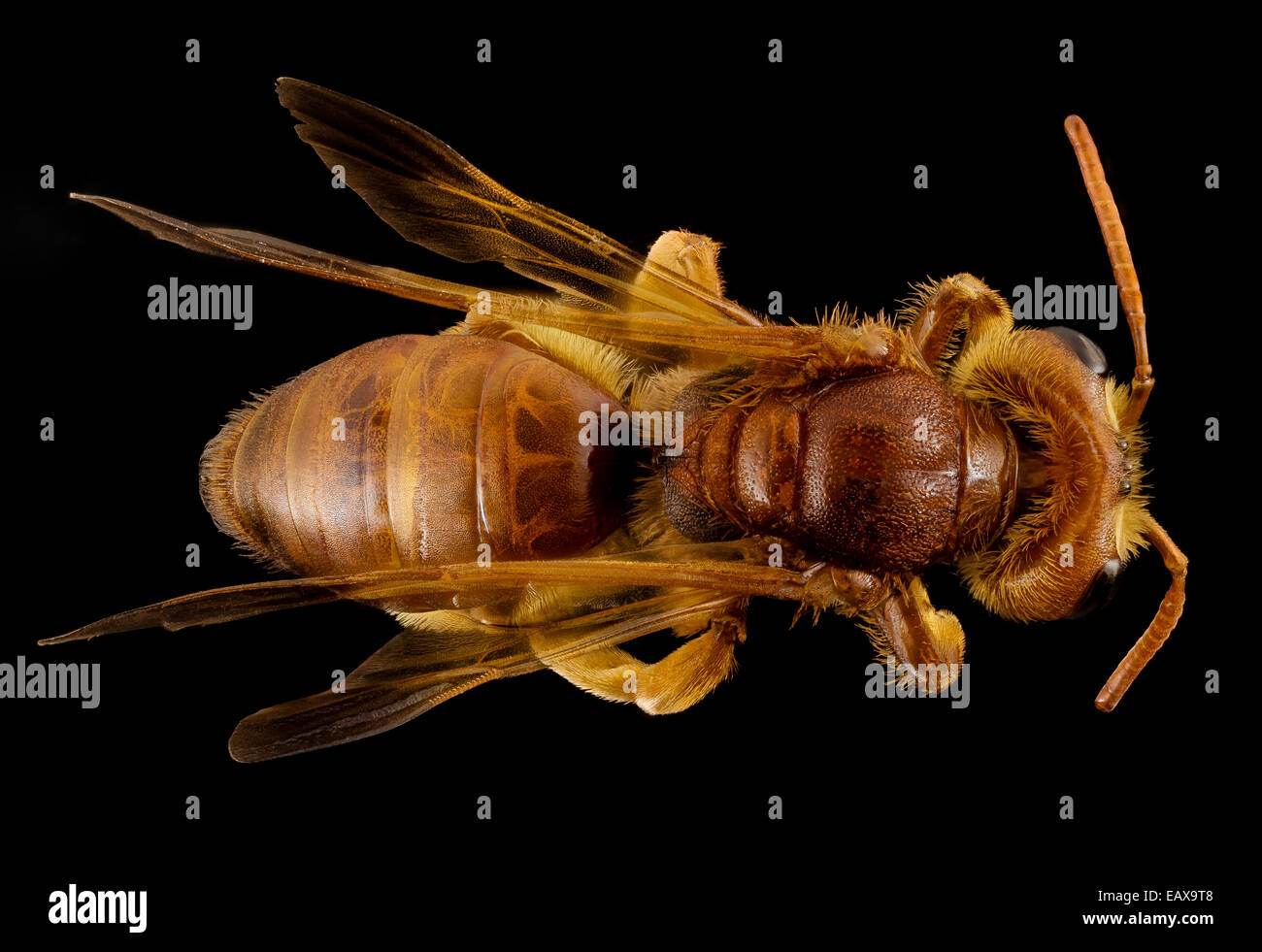 Bee displays hi-res stock photography and images - Alamy