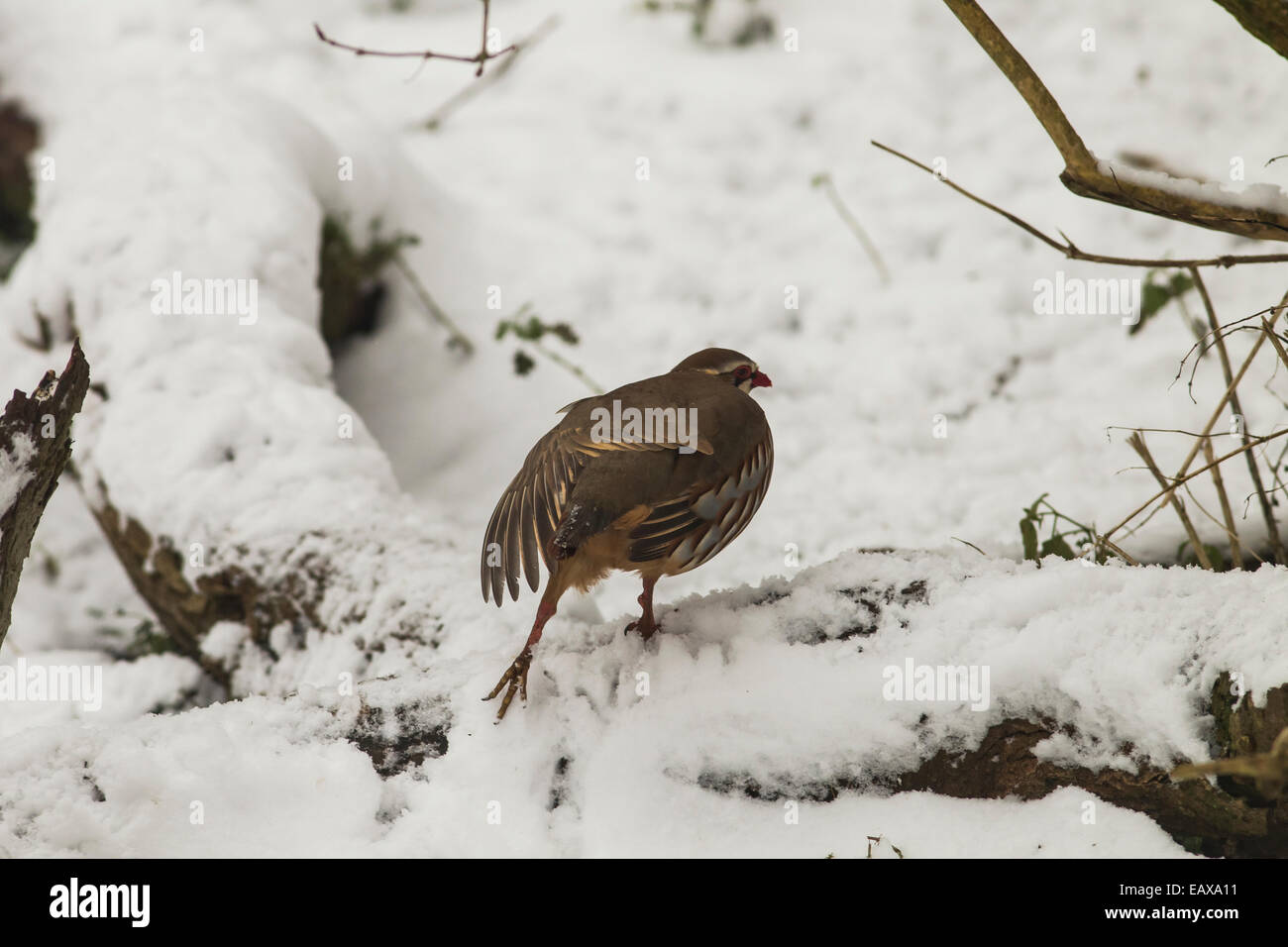 Red legged Partridge Alectoris rufa in heavy snow during winter in ...