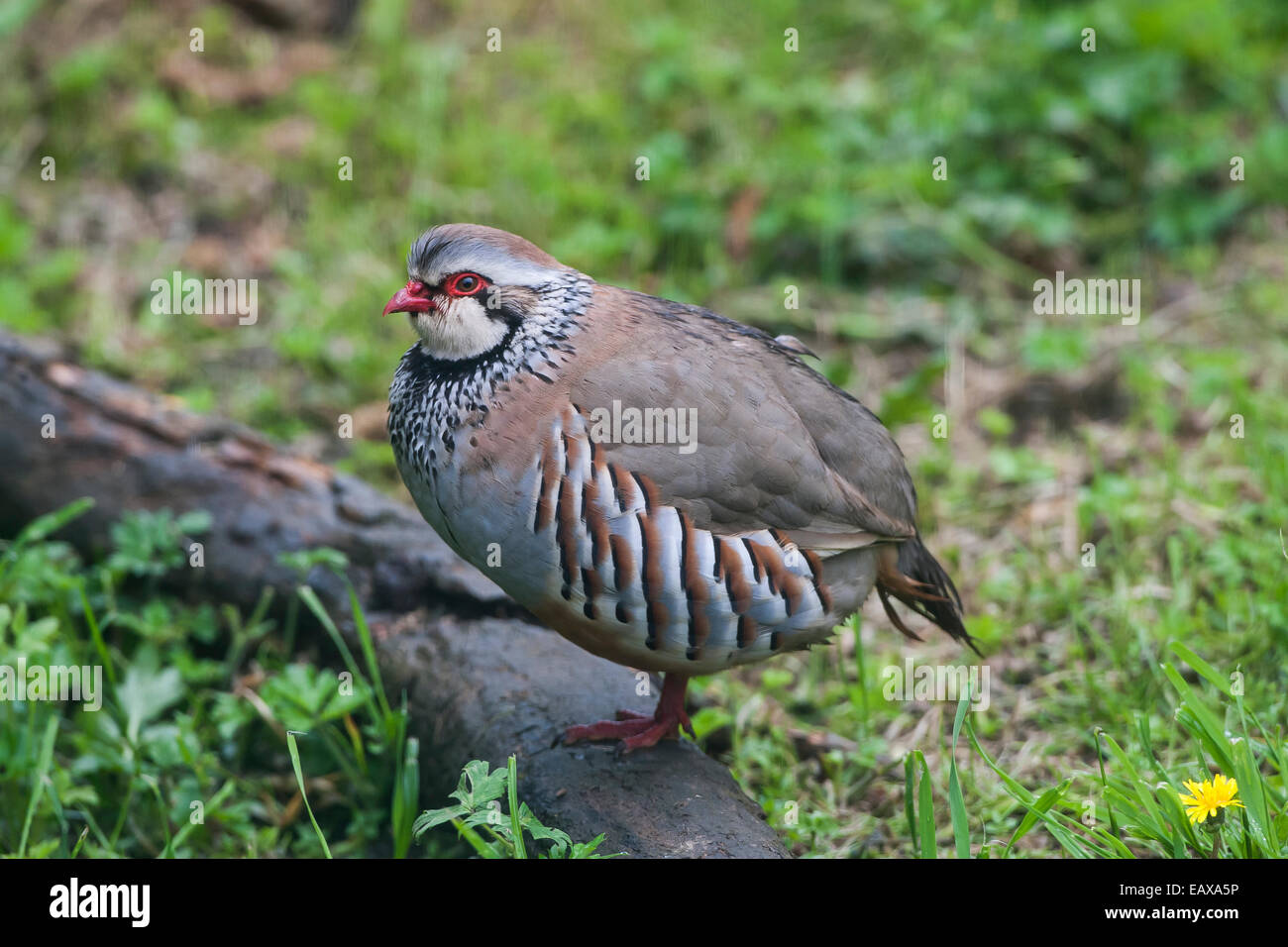 Red legged Partridge Alectoris rufa perched on log oxfordshire Stock ...