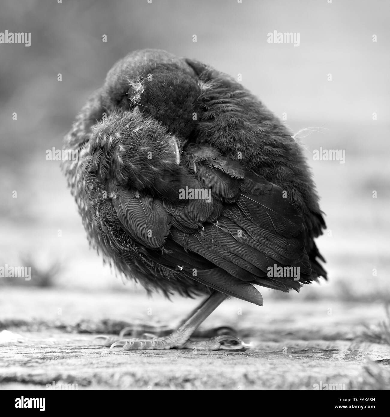 baby British bird keeping warm head in feathers Stock Photo - Alamy