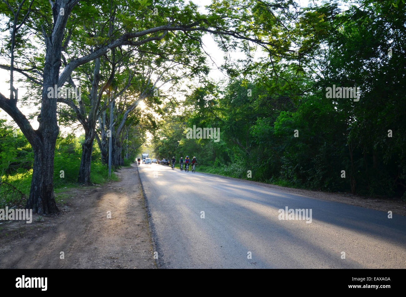 Tree Tunnel Natural Road at Sunset time Stock Photo - Alamy