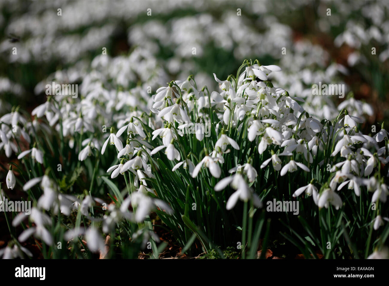 lovely sparkling snowdrops in the February sunshine Jane Ann Butler ...