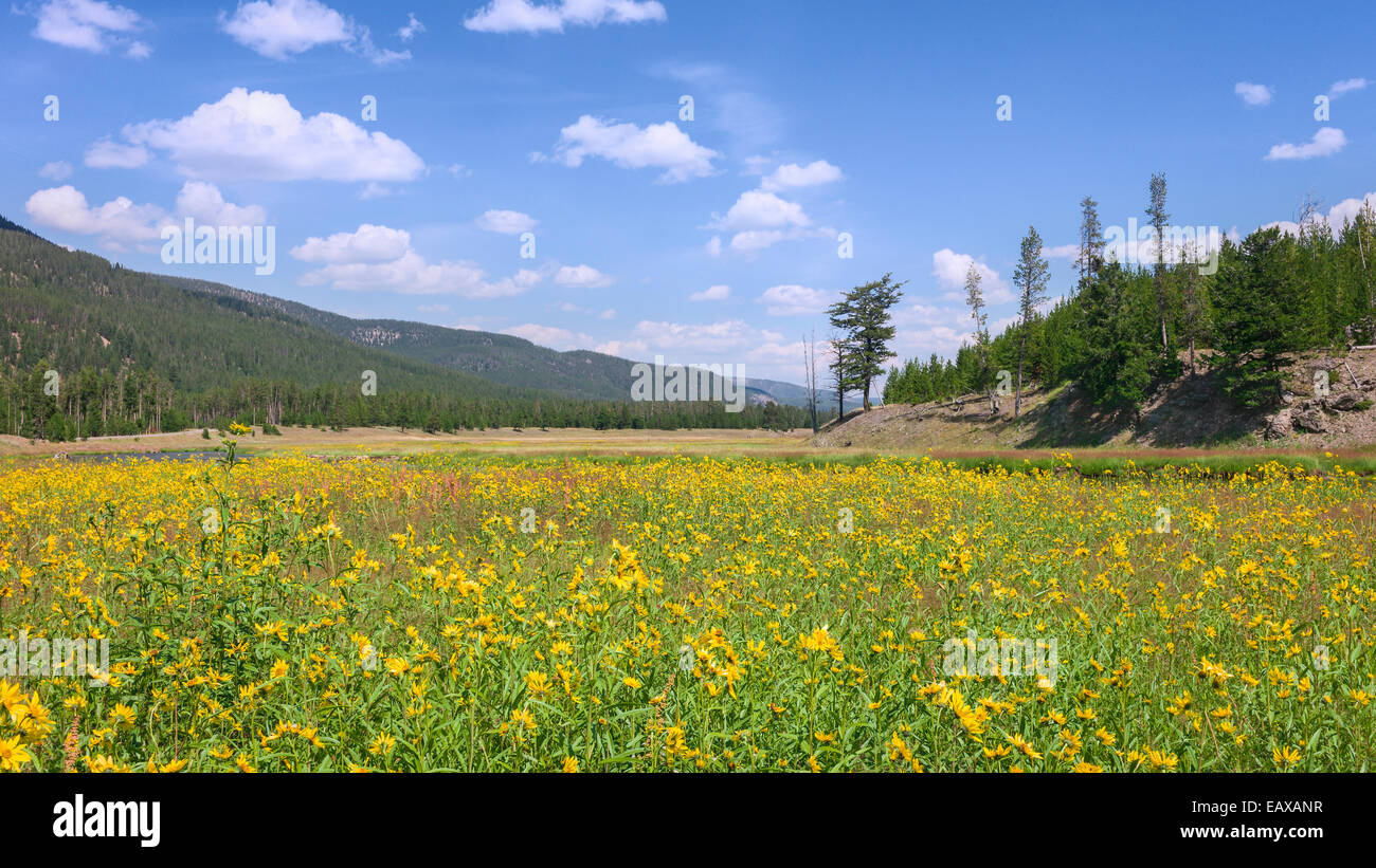 Wild flowers in bloom in summer flanked by pine woodland and mountain ...