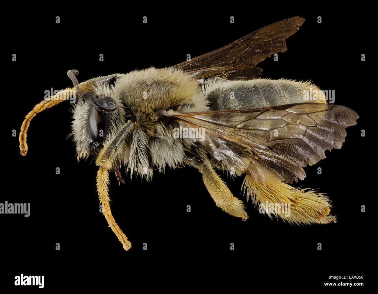 Rediviva bee hi-res stock photography and images - Alamy