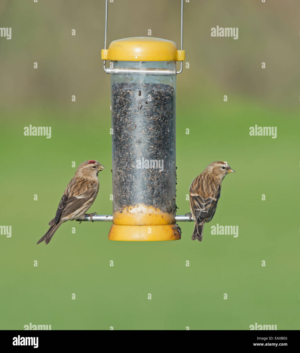 Pair of Lesser Redpolls (Carduelis cabaret) perched on bird feeder ...