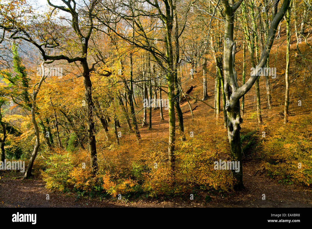 Castell Coch Autumn High Resolution Stock Photography and Images - Alamy