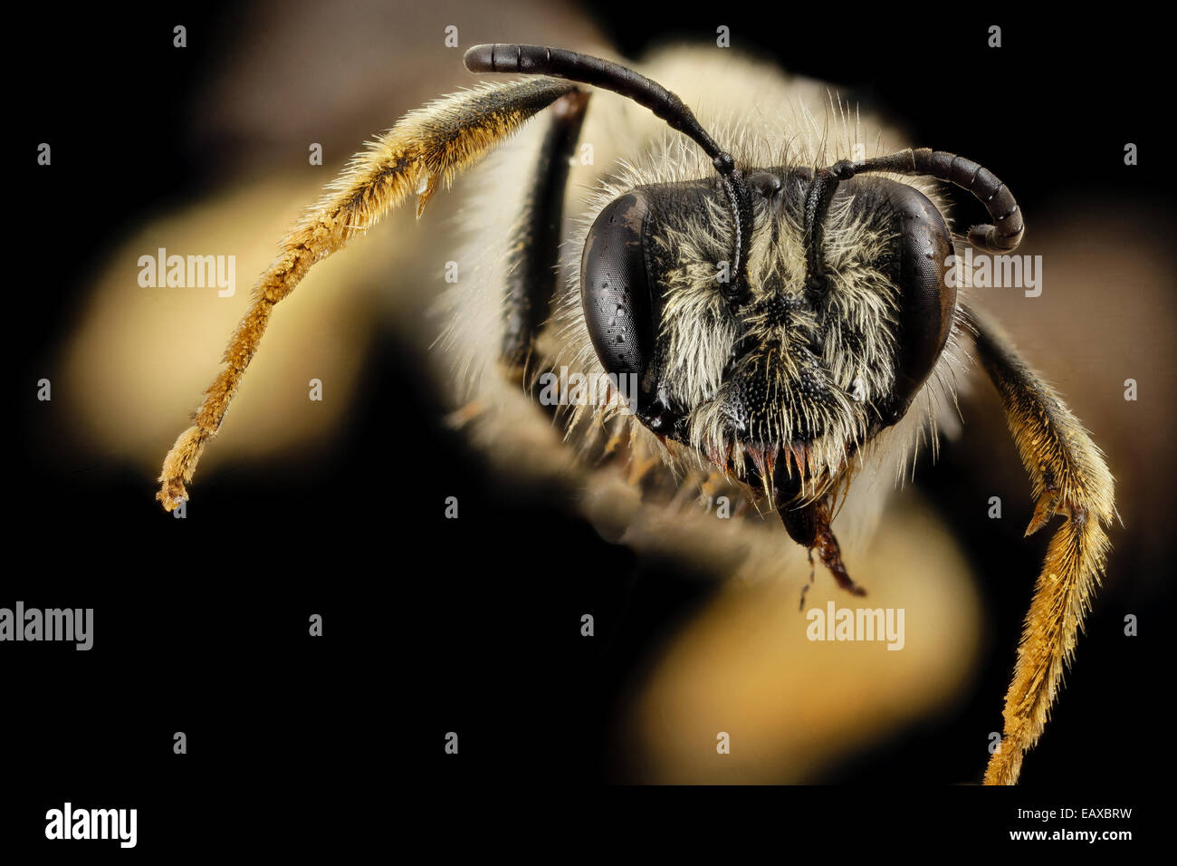 This image shows a Rediviva bee species from South Africa, known for ...