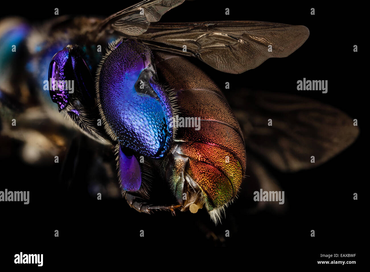 A close-up image of an insect, focusing on its detailed anatomy ...