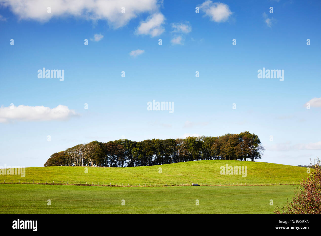 Copse of trees hi-res stock photography and images - Alamy